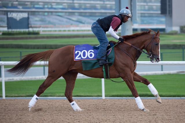 California Chrome a "beast" in first Meydan work - Taylor Made Stallions