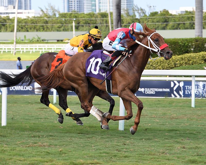 Streaking Yes This Time wins fourth straight in English Channel S. - Taylor Made Stallions